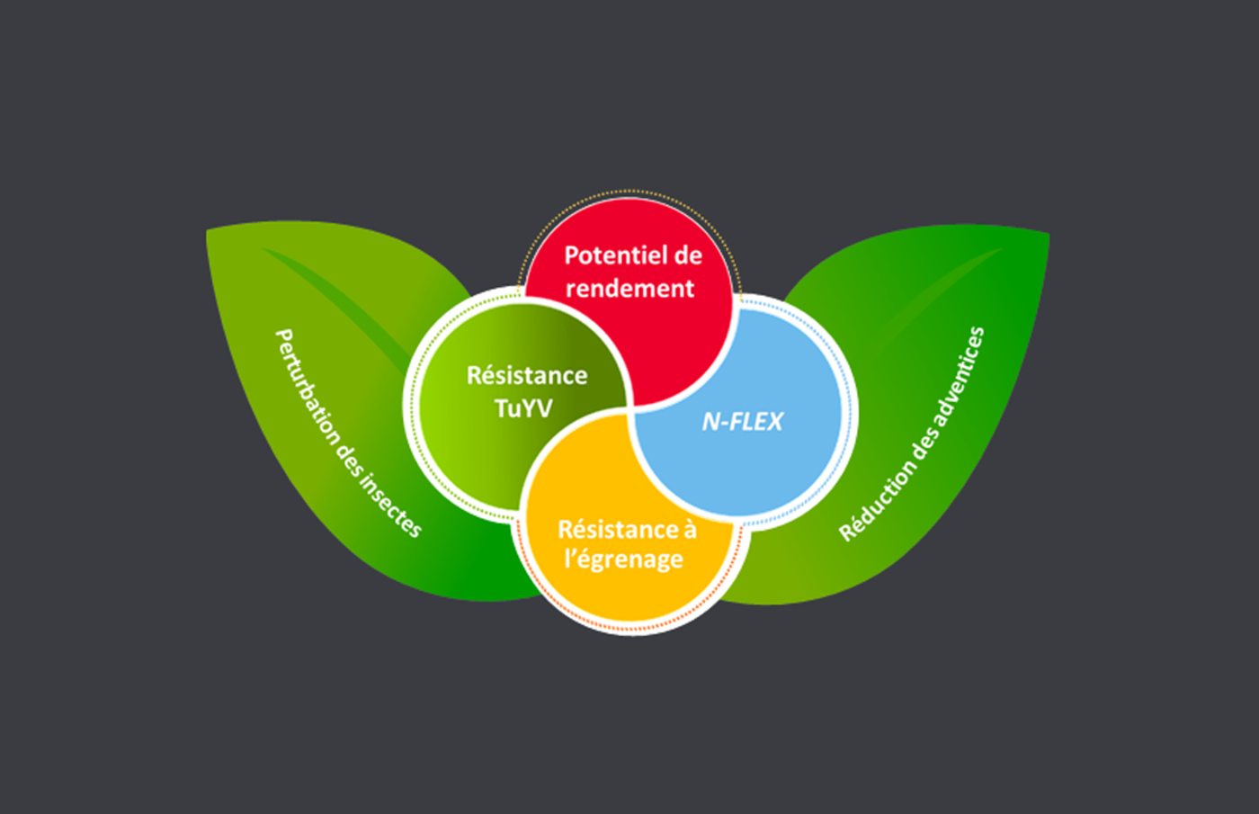 Oilseed rape - Limagrain Europe offers restored hybrids, thus ...